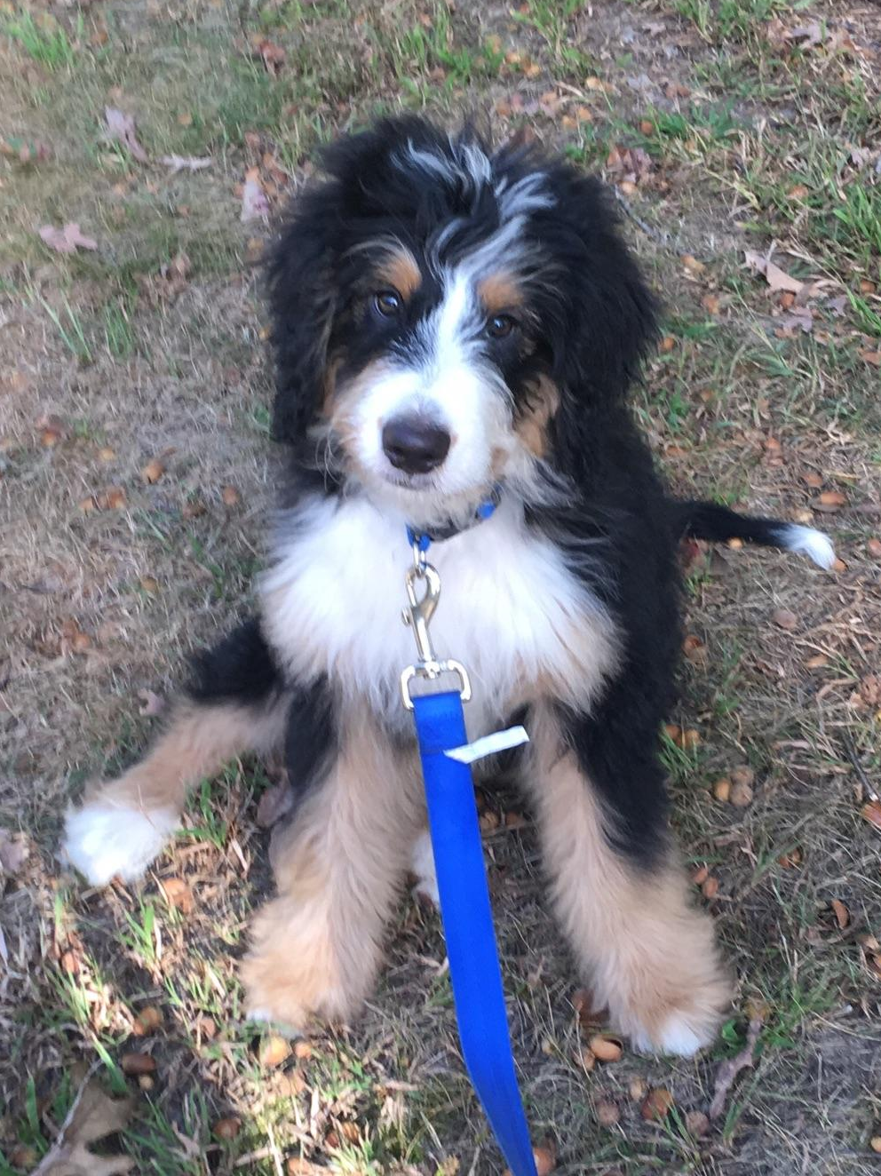 Blue Bell Berners & Bernedoodles - Puppies - Photos