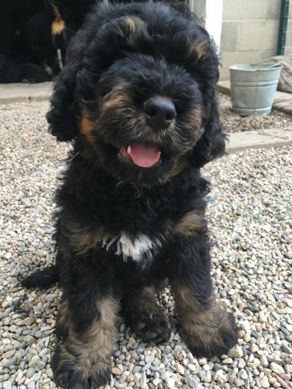 Blue Bell Berners & Bernedoodles - Puppies - Photos